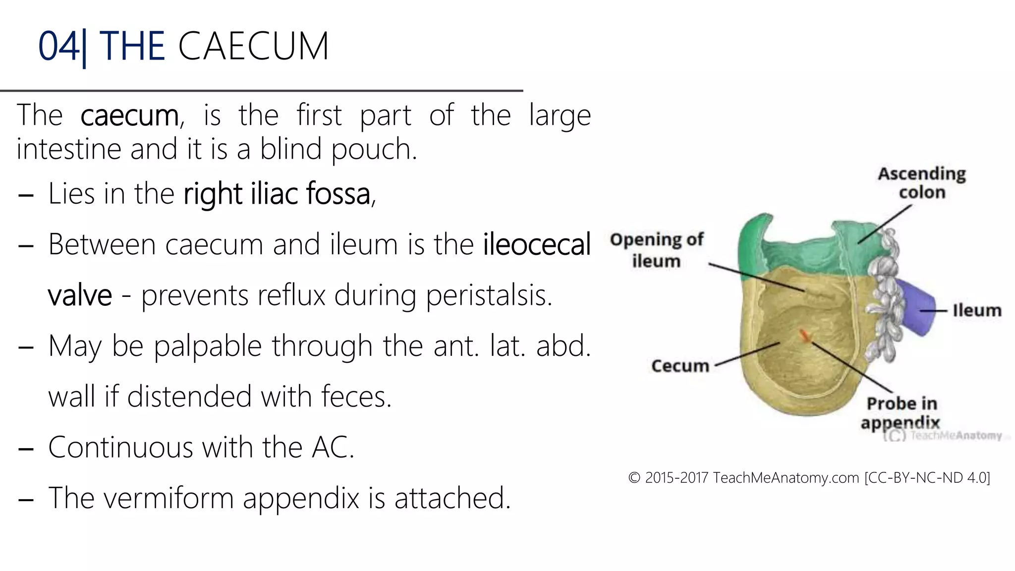 A seminar presentation on gross anatomy of the large intestine | PPTX