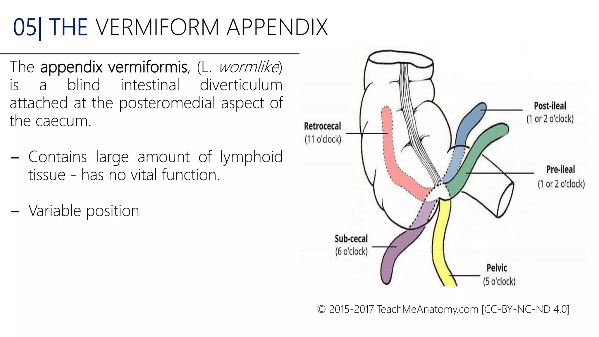A seminar presentation on gross anatomy of the large intestine | PPTX