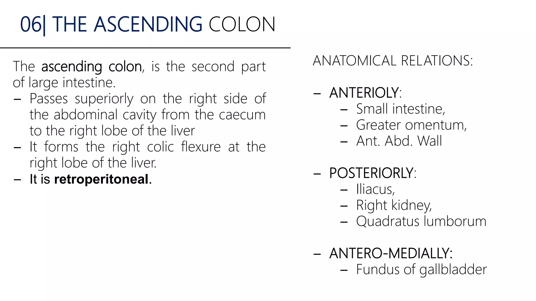 A seminar presentation on gross anatomy of the large intestine | PPTX