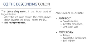 A seminar presentation on gross anatomy of the large intestine | PPTX