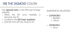 A seminar presentation on gross anatomy of the large intestine | PPTX