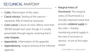 A seminar presentation on gross anatomy of the large intestine | PPTX