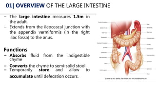 A seminar presentation on gross anatomy of the large intestine | PPTX