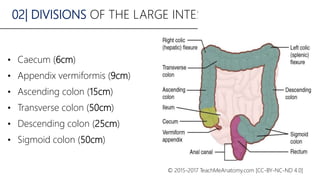 A seminar presentation on gross anatomy of the large intestine | PPTX