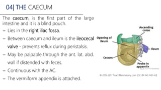 A seminar presentation on gross anatomy of the large intestine | PPTX