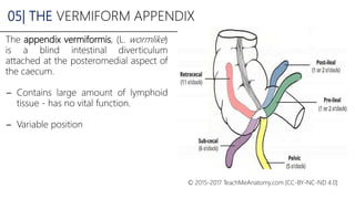 A seminar presentation on gross anatomy of the large intestine | PPTX