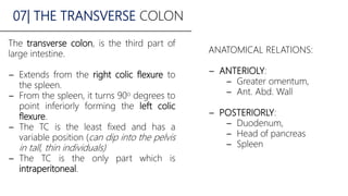 A seminar presentation on gross anatomy of the large intestine | PPTX