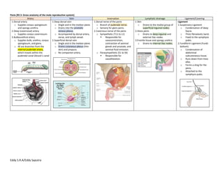 Back to Basic: Artery, Vein of the male reproductive system.pdf