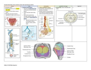 Back to Basic: Artery, Vein of the male reproductive system.pdf