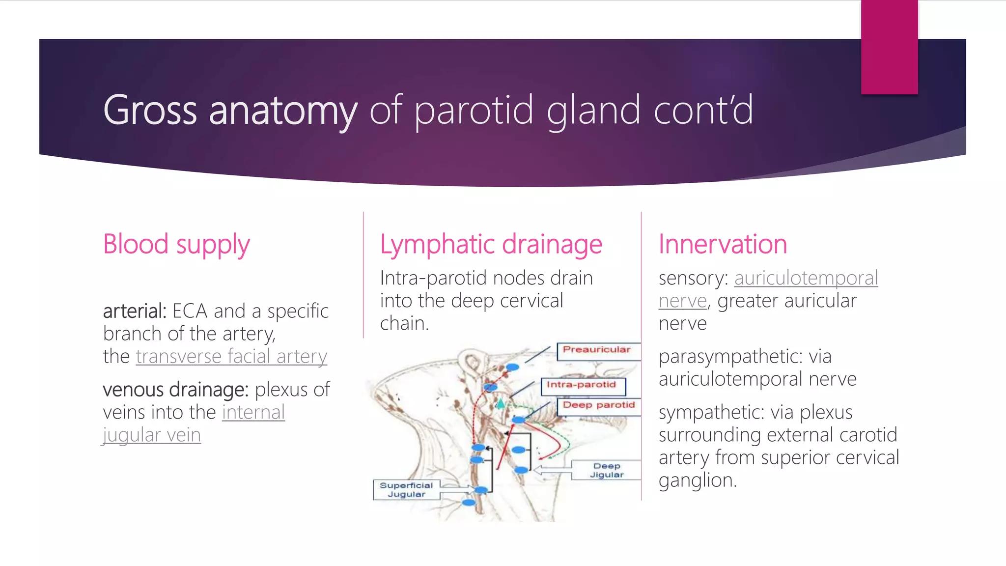 Gross anatomy of the parotid gland part 1 | PPTX