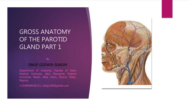 Gross anatomy of the parotid gland part 1 | PPTX | Ear, Nose and Throat ...