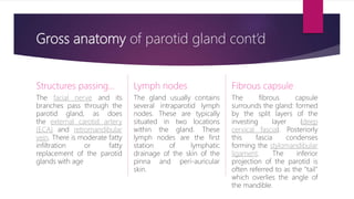 Gross anatomy of the parotid gland part 1 | PPTX