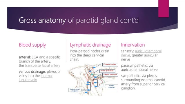 Gross anatomy of the parotid gland part 1 | PPTX | Ear, Nose and Throat ...
