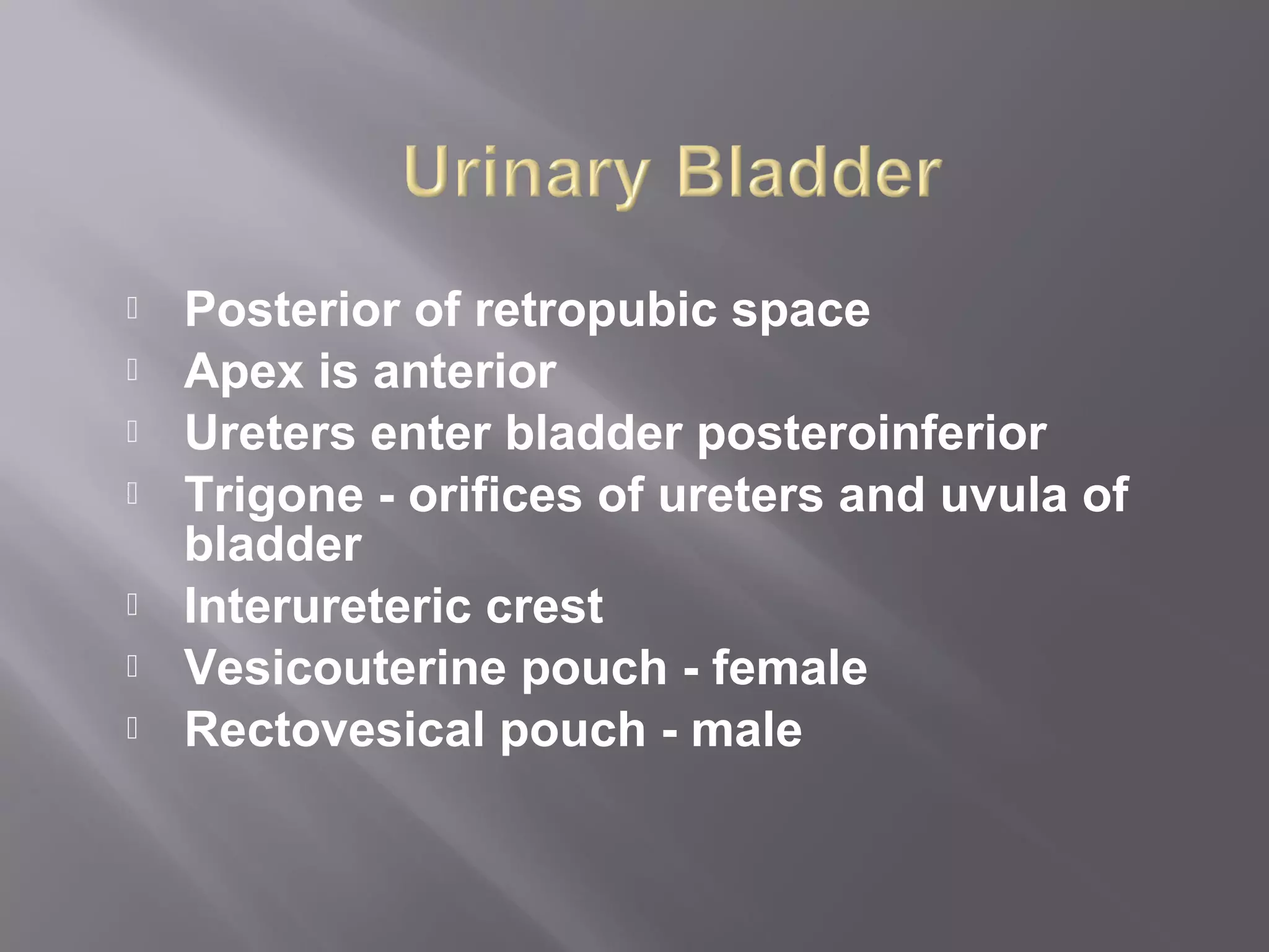 Gross anatomy of the reproductive system | PPT
