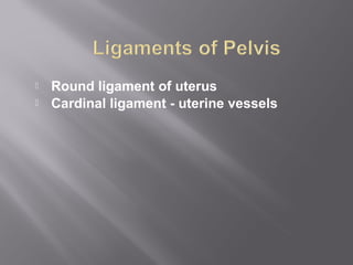 Gross anatomy of the reproductive system | PPT