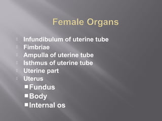 Gross anatomy of the reproductive system | PPT