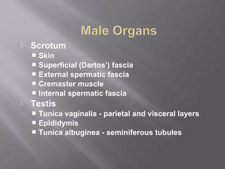 Gross anatomy of the reproductive system | PPT