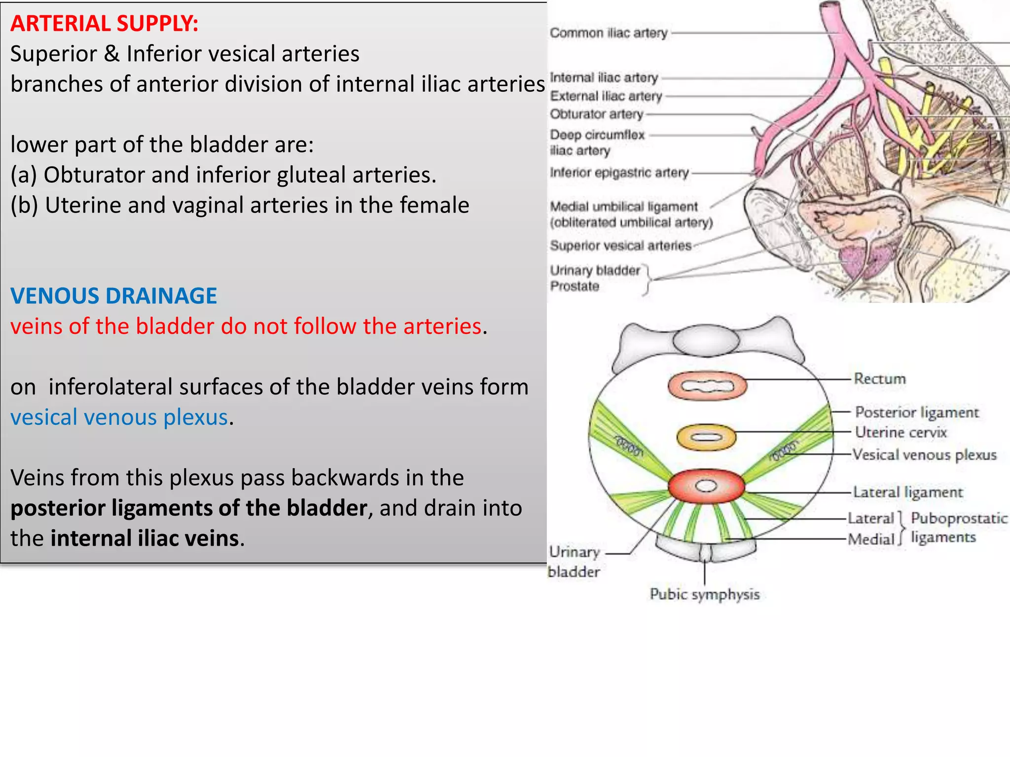 Gross anatomy of urinary system - II | PPTX