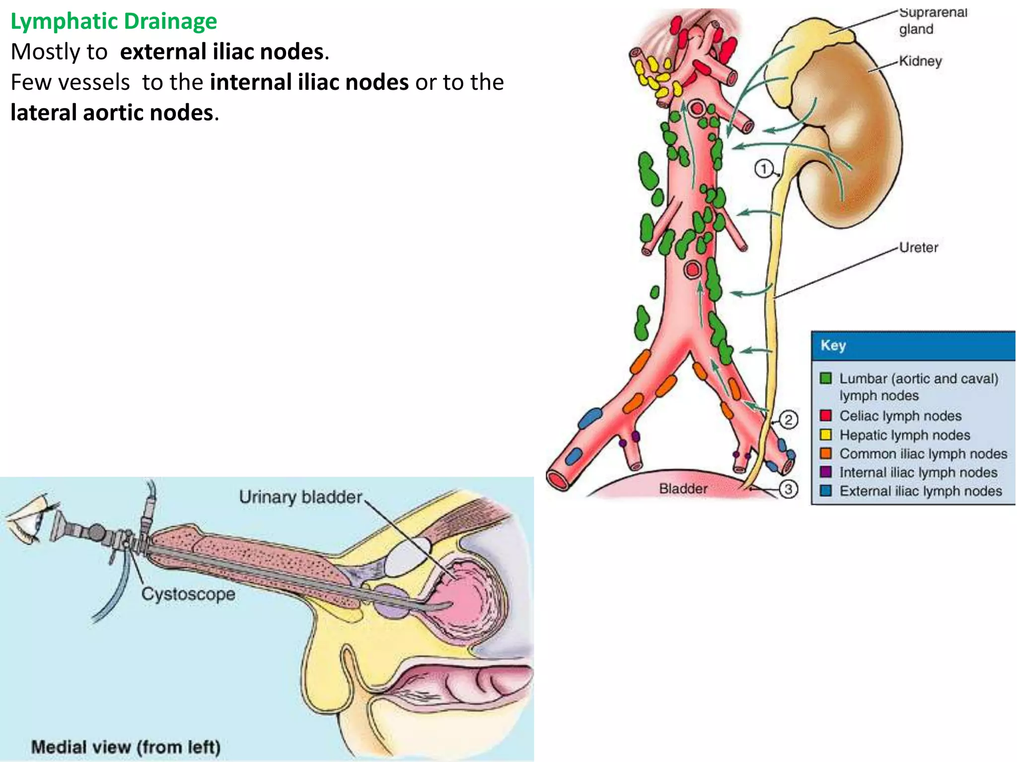 Gross anatomy of urinary system - II | PPTX