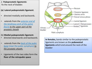 Gross anatomy of urinary system - II | PPTX | Pregnancy | Reproductive ...