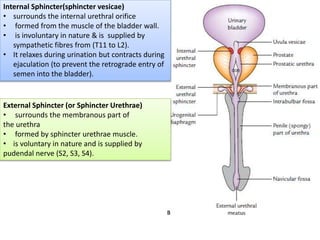 Gross anatomy of urinary system - II | PPTX