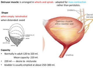 Gross anatomy of urinary system - II | PPTX | Pregnancy | Reproductive ...