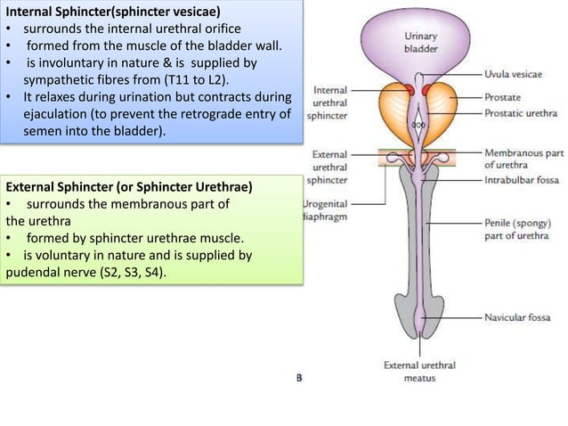 Gross anatomy of urinary system - II | PPT