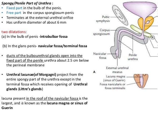 Gross anatomy of urinary system - II