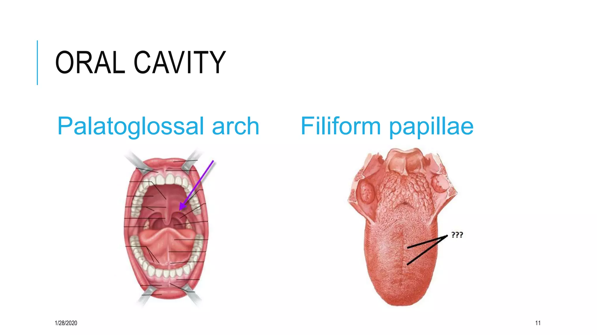 Gross anatomy of the oral cavity | PPTX