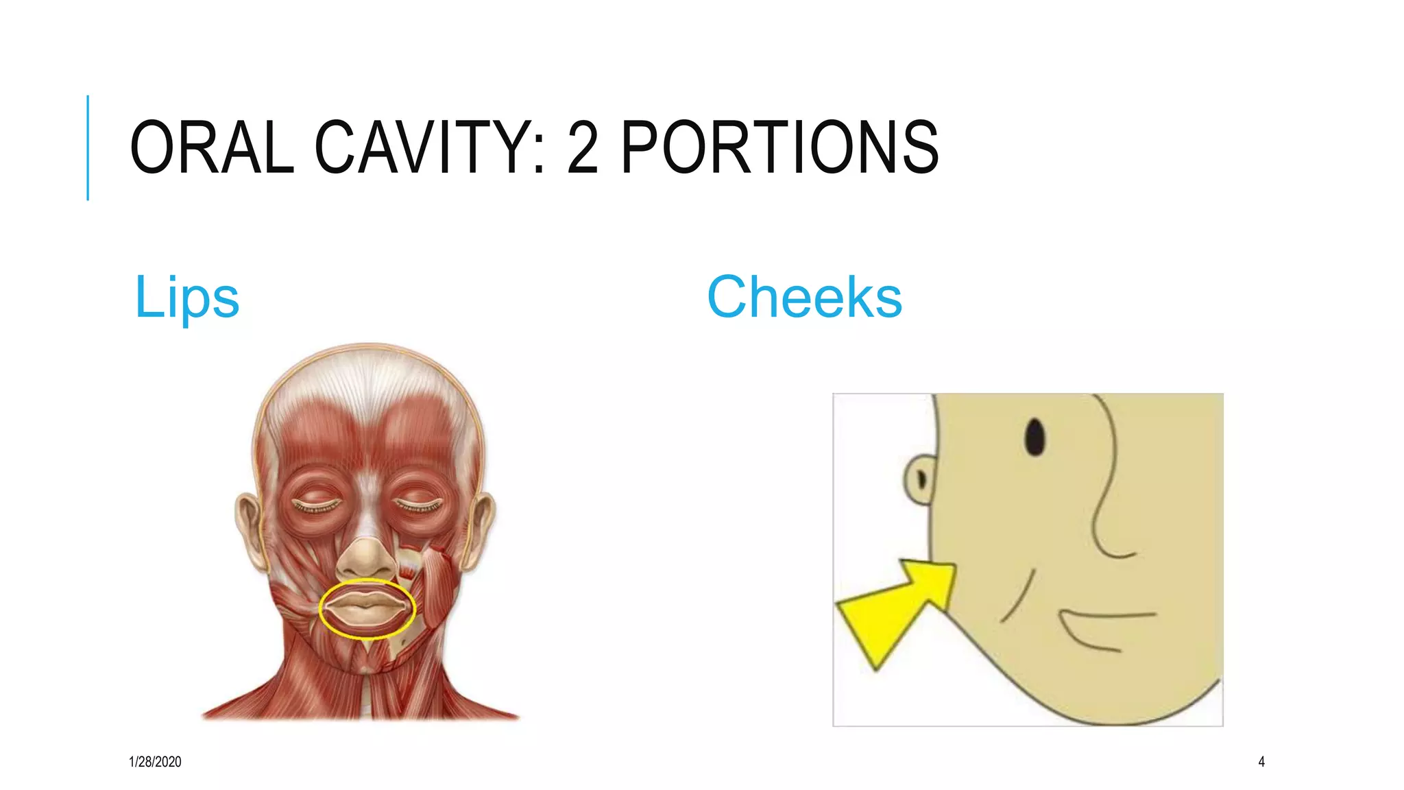 Gross anatomy of the oral cavity | PPTX