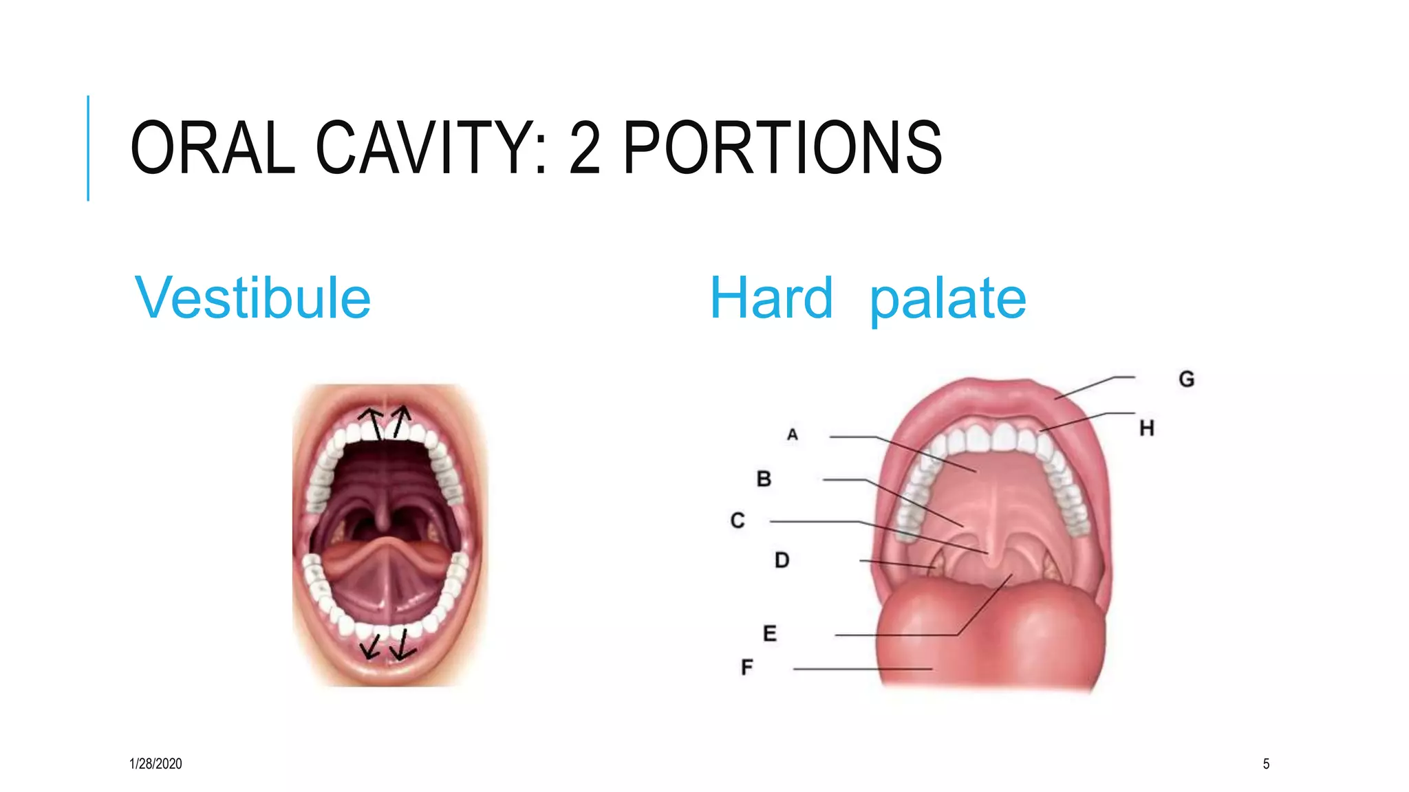 Gross anatomy of the oral cavity | PPTX