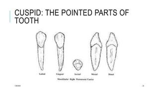 Gross anatomy of the oral cavity | PPTX