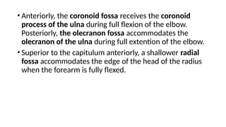 Gross Anatomy slides updated.pptx0000000 | PPTX