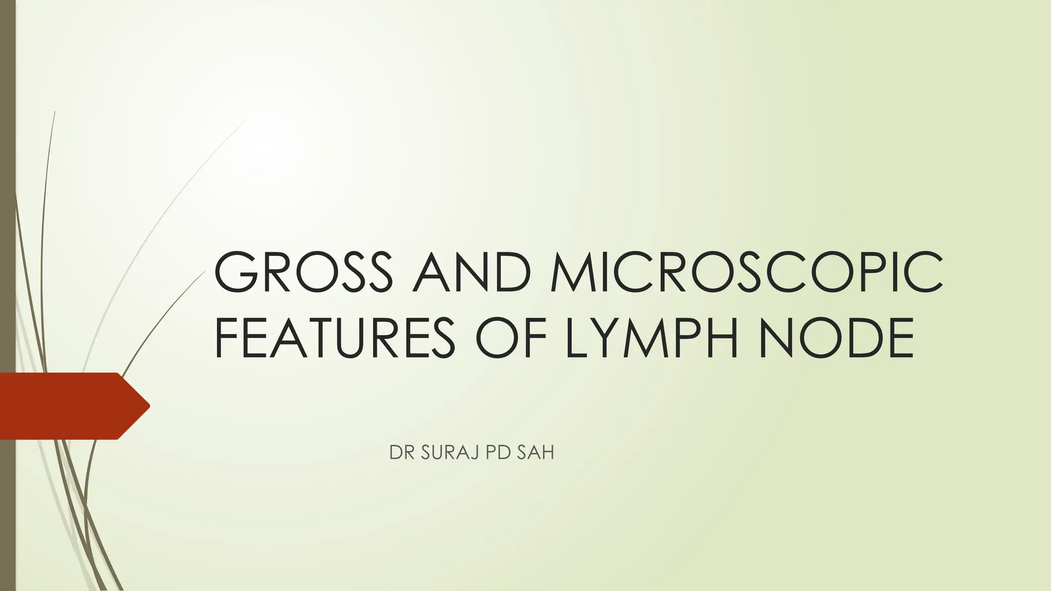 GROSS AND MICROSCOPIC FEATURES OF LYMPH NODE.pptx