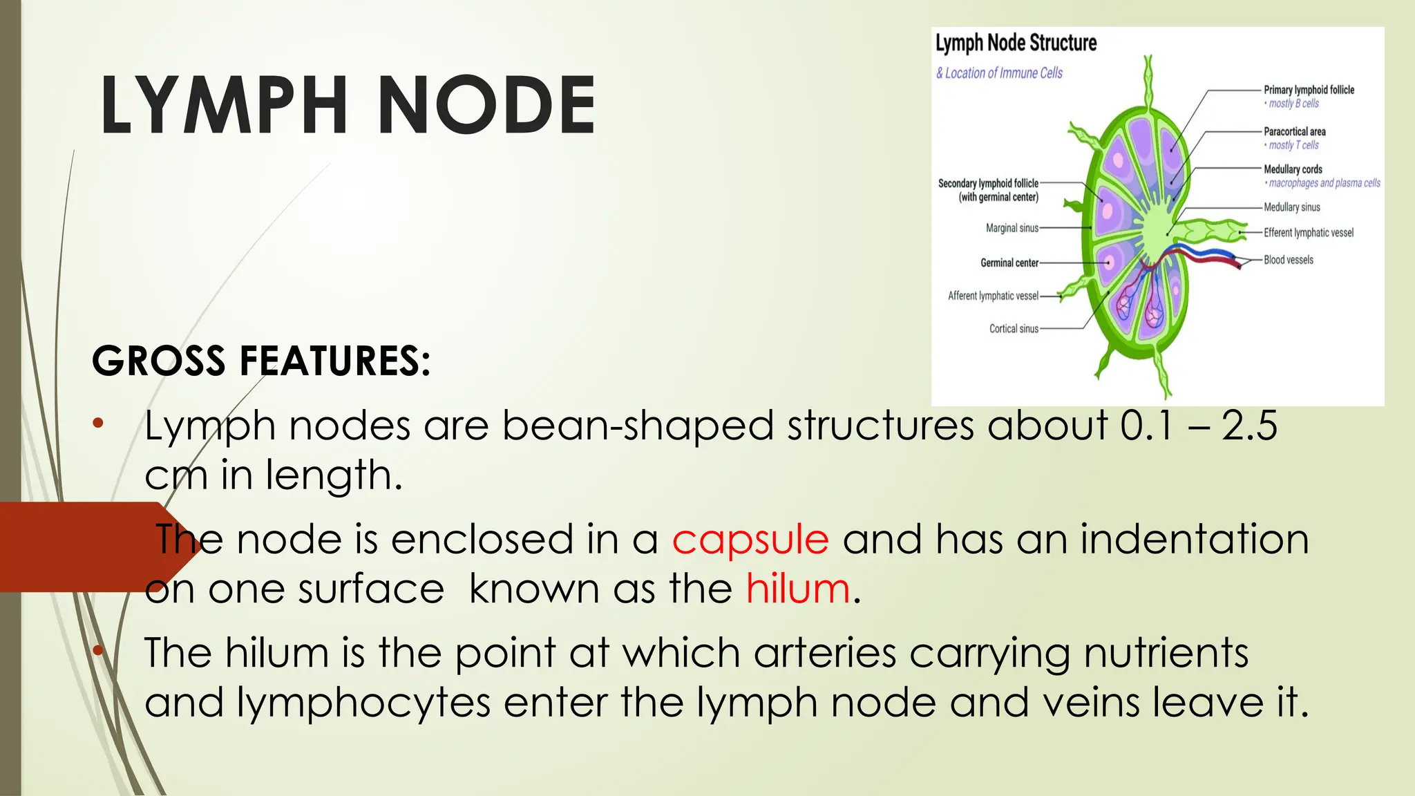 GROSS AND MICROSCOPIC FEATURES OF LYMPH NODE.pptx | Biological Sciences ...