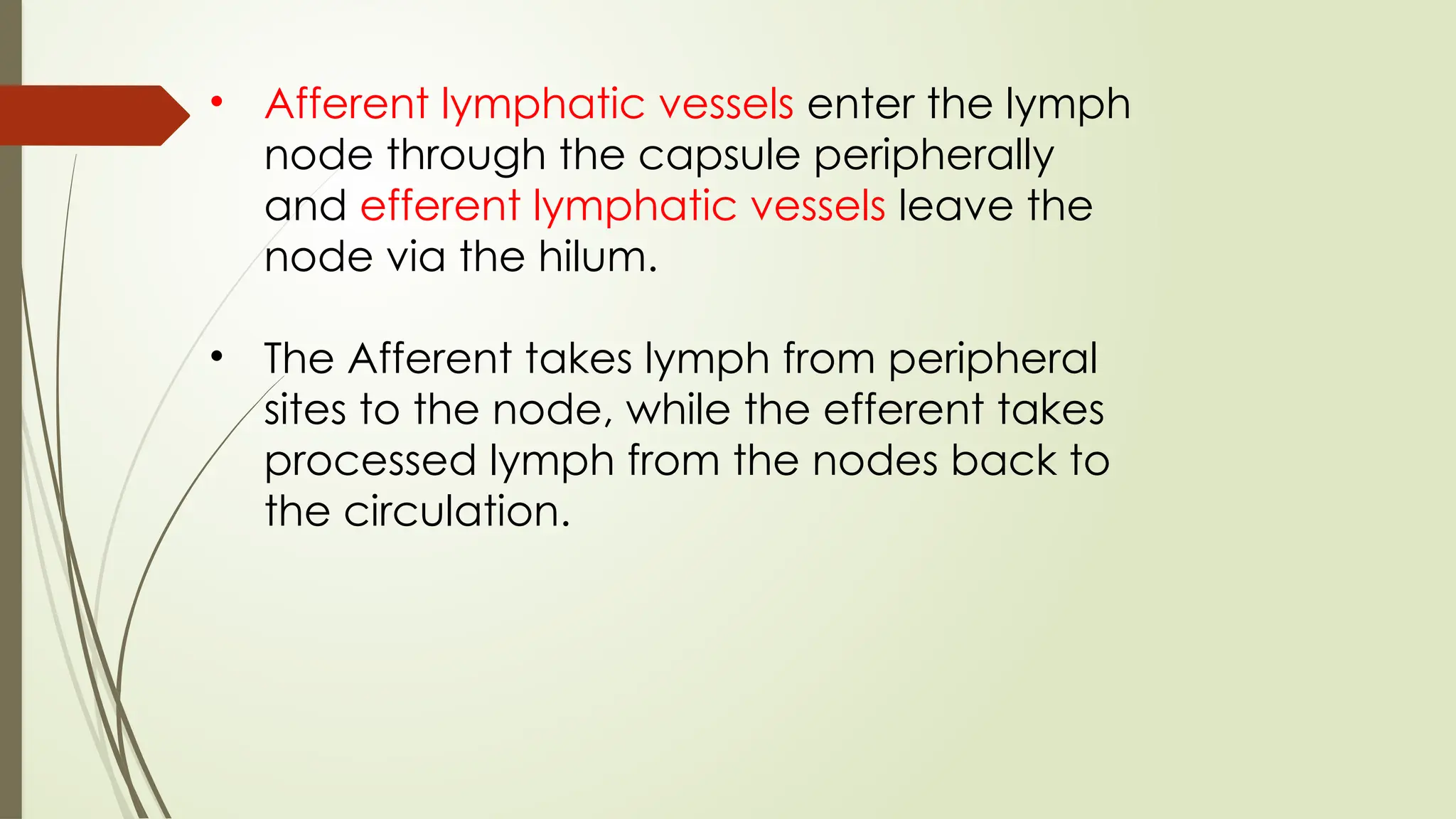 GROSS AND MICROSCOPIC FEATURES OF LYMPH NODE.pptx | Biological Sciences | Science