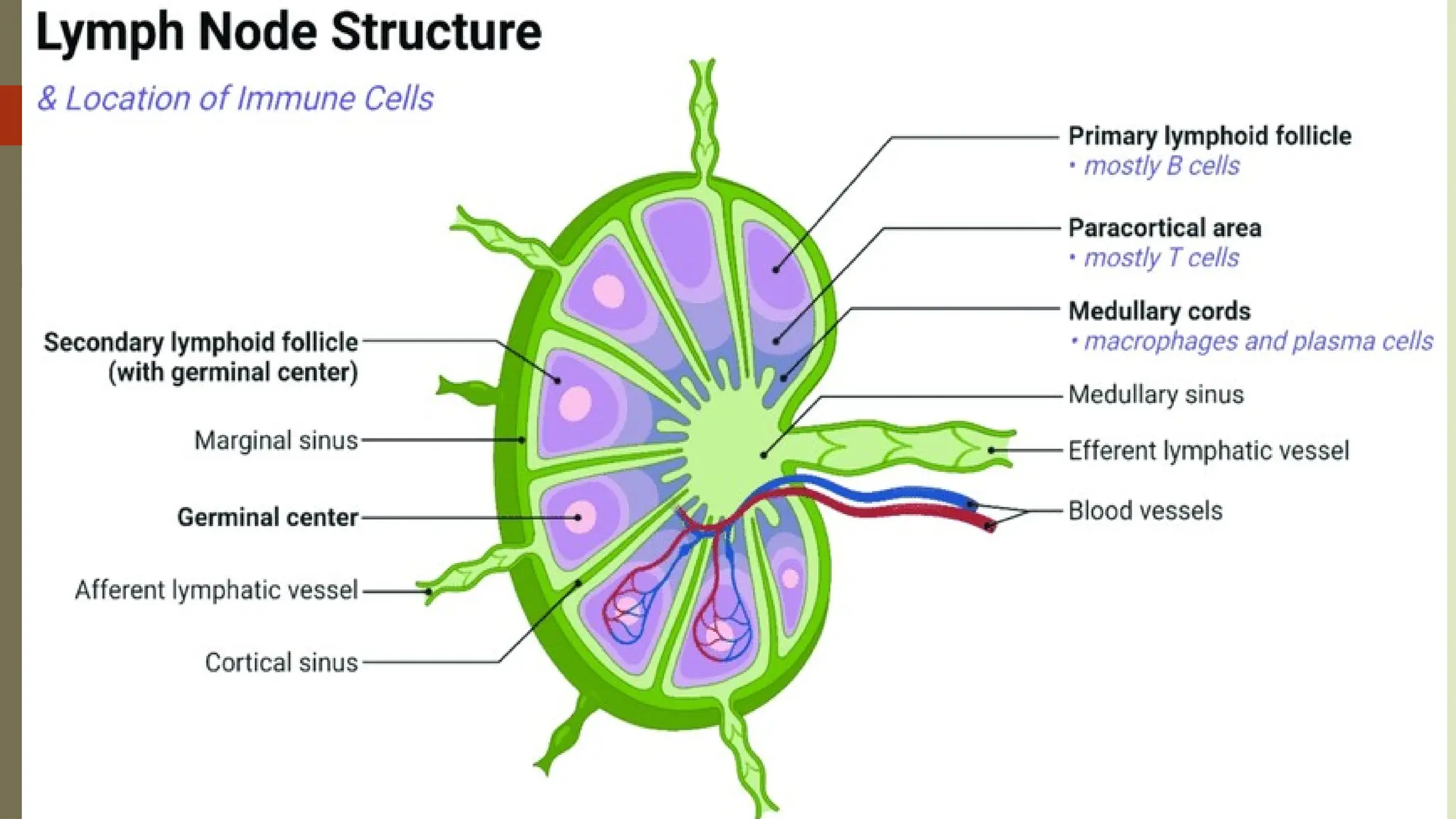GROSS AND MICROSCOPIC FEATURES OF LYMPH NODE.pptx | Biological Sciences | Science