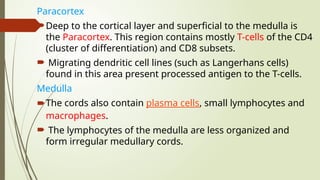 GROSS AND MICROSCOPIC FEATURES OF LYMPH NODE.pptx | Biological Sciences ...