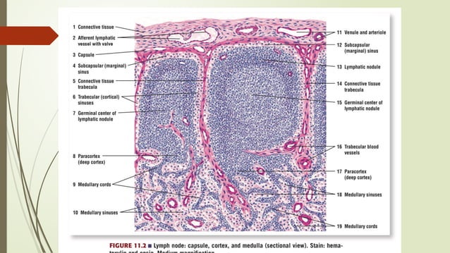 GROSS AND MICROSCOPIC FEATURES OF LYMPH NODE.pptx | Biological Sciences ...