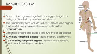 GROSS AND MICROSCOPIC FEATURES OF LYMPH NODE.pptx | Biological Sciences ...