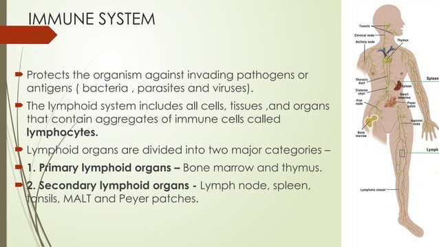 GROSS AND MICROSCOPIC FEATURES OF LYMPH NODE.pptx | Biological Sciences | Science