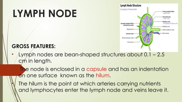 GROSS AND MICROSCOPIC FEATURES OF LYMPH NODE.pptx | Biological Sciences | Science