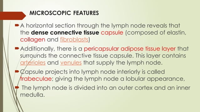 Gross And Microscopic Features Of Lymph Nodepptx Biological Sciences 9671