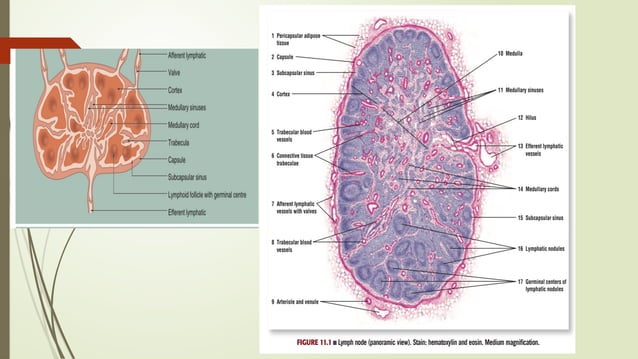 GROSS AND MICROSCOPIC FEATURES OF LYMPH NODE.pptx | Biological Sciences ...