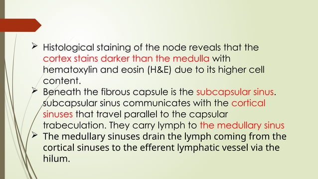 GROSS AND MICROSCOPIC FEATURES OF LYMPH NODE.pptx | Biological Sciences ...