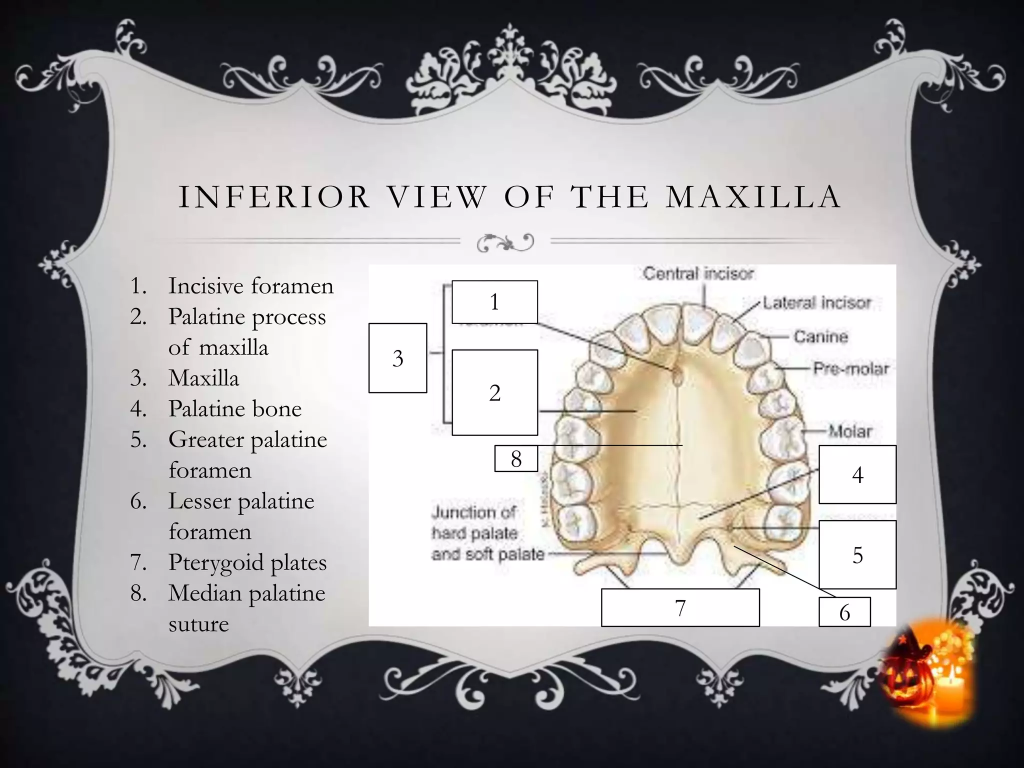 Lateral View And Maxilla Of The Skull Anatomy | PPTX