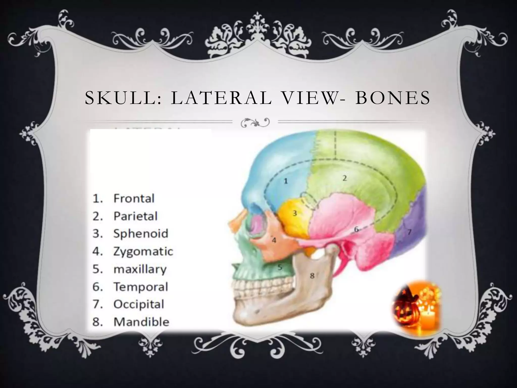 Lateral View And Maxilla Of The Skull Anatomy | PPTX