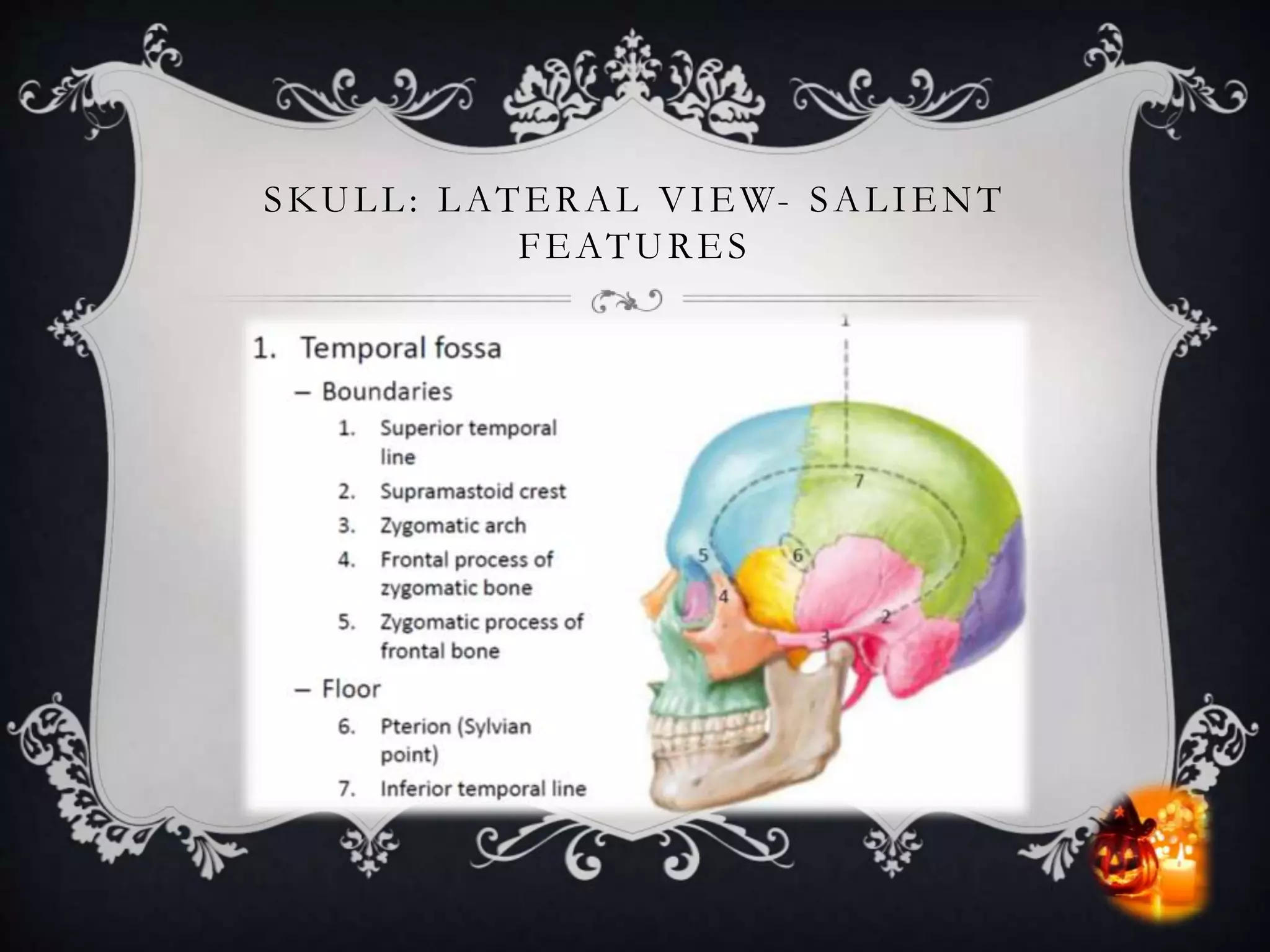 Lateral View And Maxilla Of The Skull Anatomy | PPTX