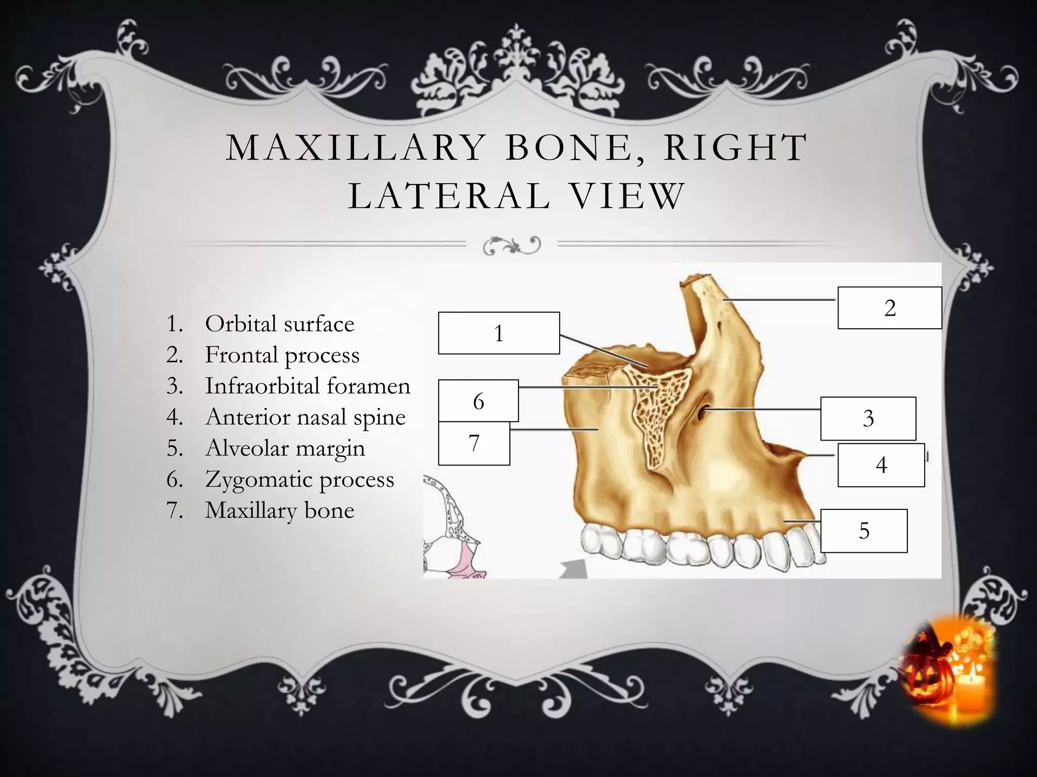 Lateral View And Maxilla Of The Skull Anatomy | PPTX