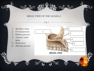 Lateral View And Maxilla Of The Skull Anatomy | PPTX